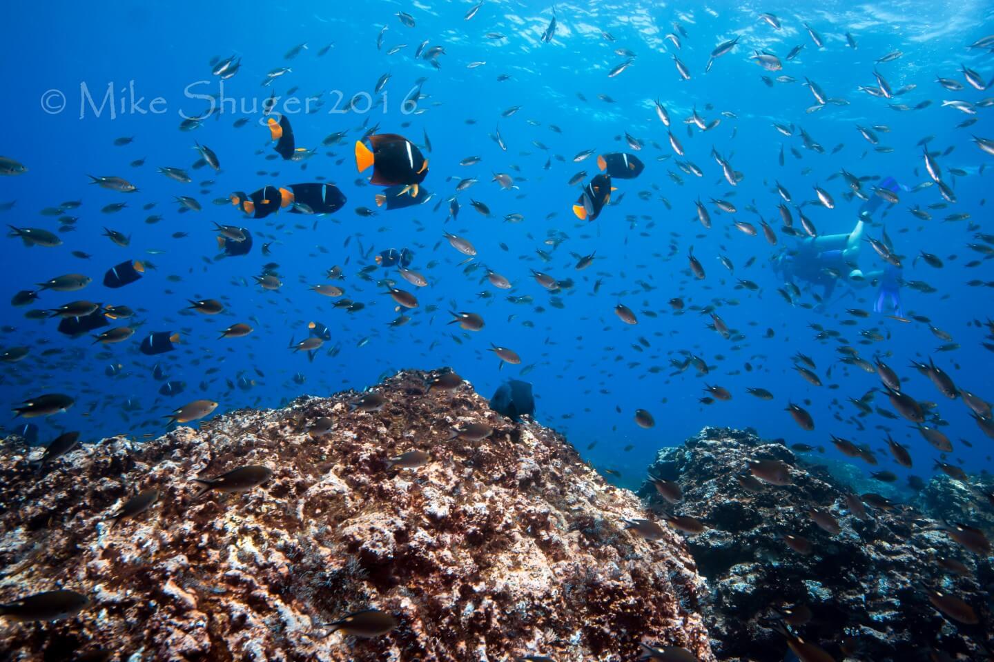 Diving tours at Bat Islands in Costa Rica