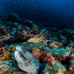 Diving tours at Bat Islands in Costa Rica