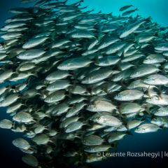 Diving tours at Las Catalinas Islands in Costa Rica
